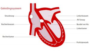 Ritmestoornissen - Thorax Centrum Twente
